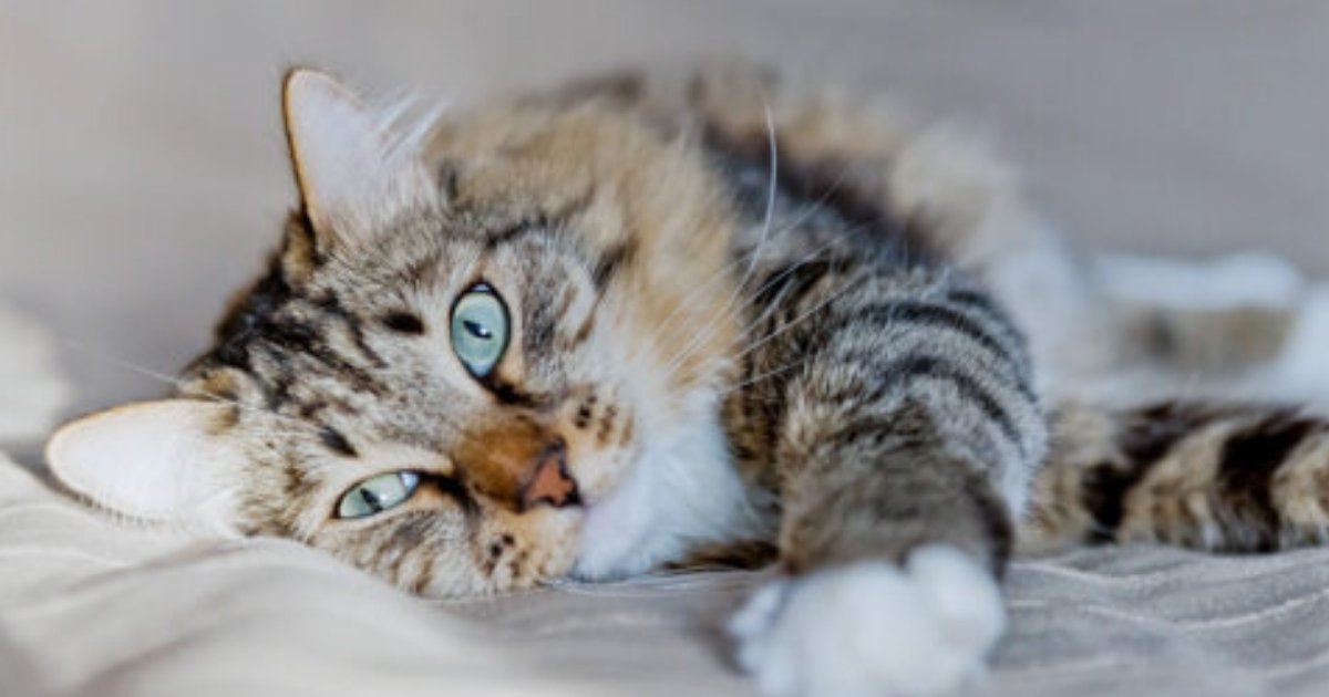 Boo: gato macho (En adopción) - Associació Barcelona Gat i Gos